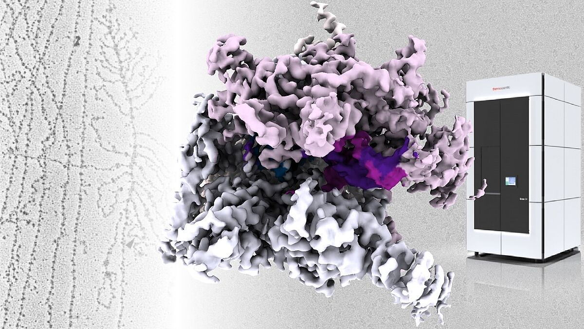 Two researchers from the IGBMC awarded a Chair of Excellence in Biology/Health by the France ...